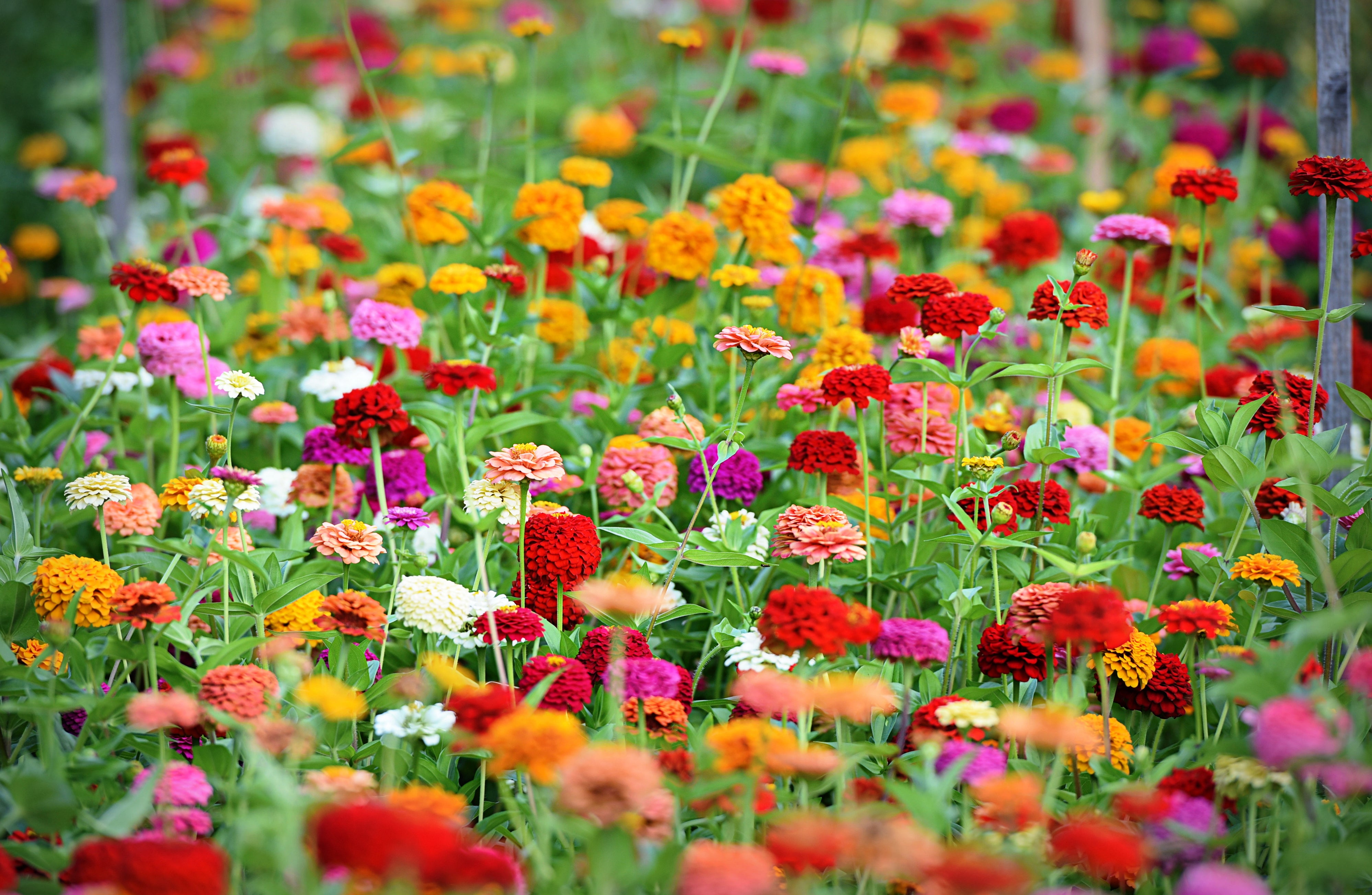 Garden Seed, Vegetable Seed, & Flower Seed | Quality Seeds since 1919 ...