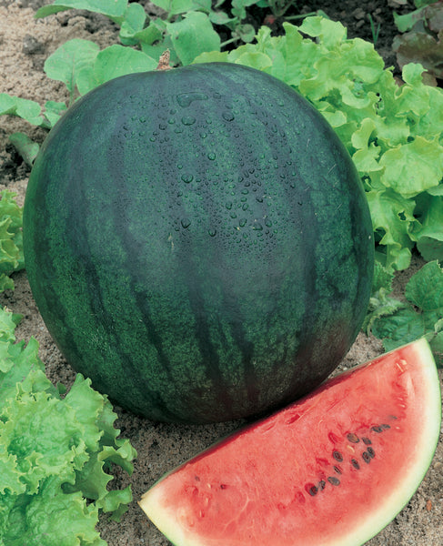 Bush Sugar Baby Watermelon | Rohrer Seeds