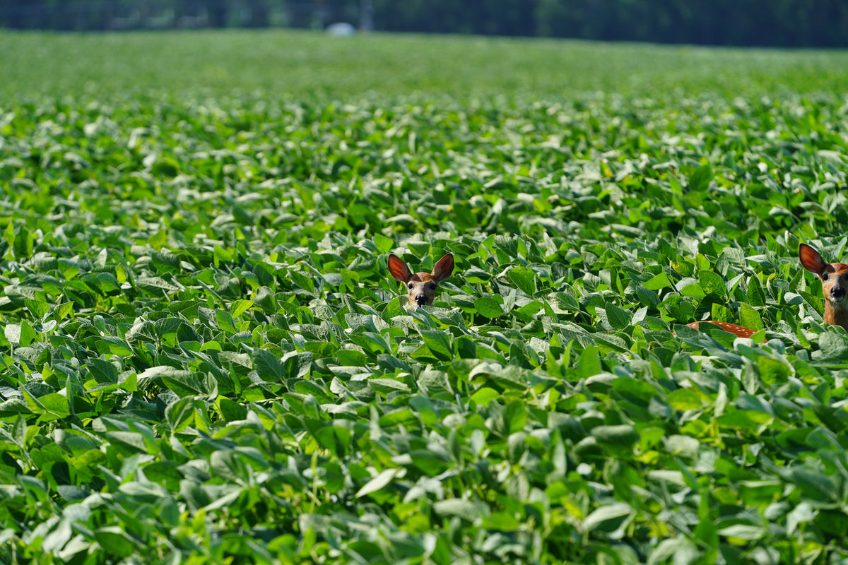 Tecomate GT Forage Soybeans — Rohrer Seeds