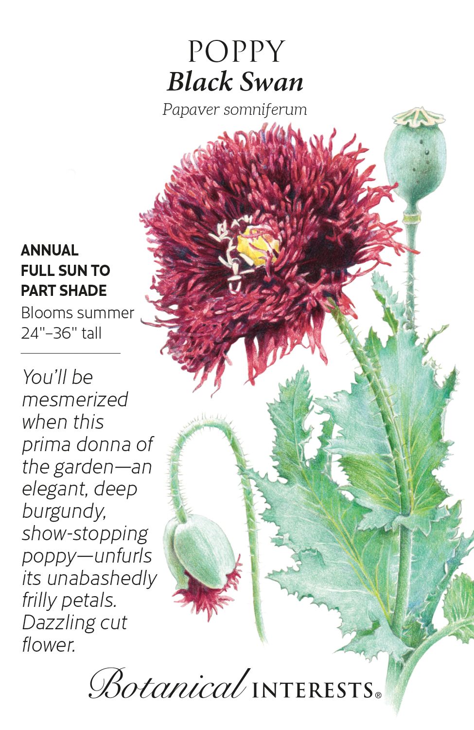 Black Swan Poppy — Rohrer Seeds