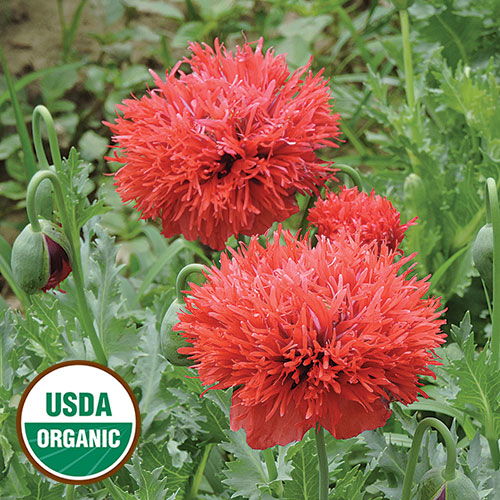 Chima Family Heirloom Poppy (Organic) — Rohrer Seeds