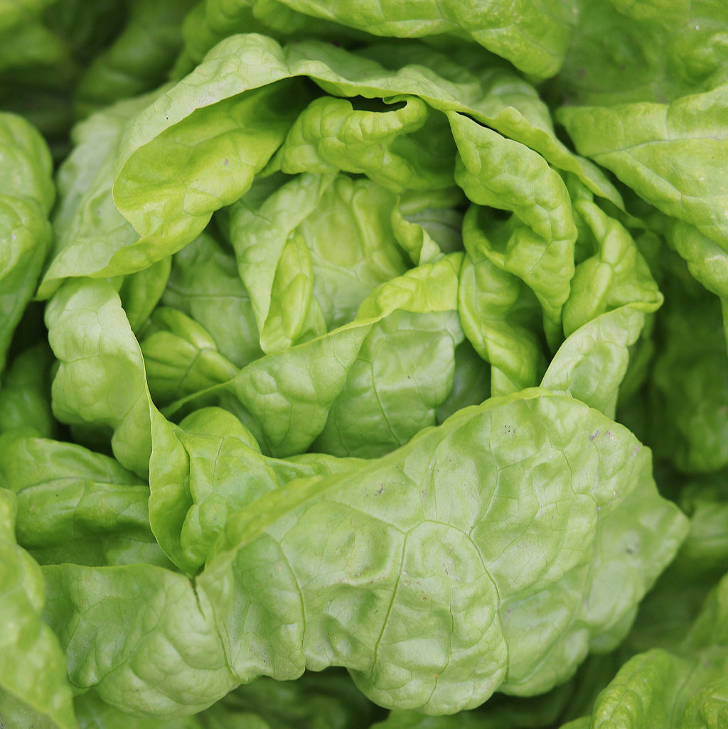 Butterhead/Bibb Lettuce Seeds — Rohrer Seeds
