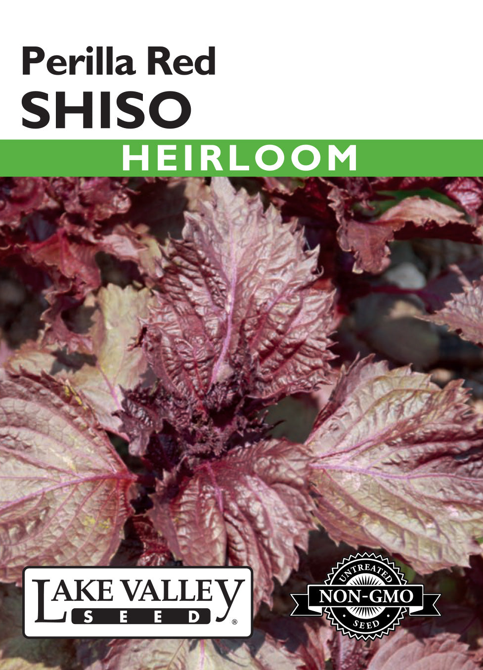 Shiso Red Perilla — Rohrer Seeds