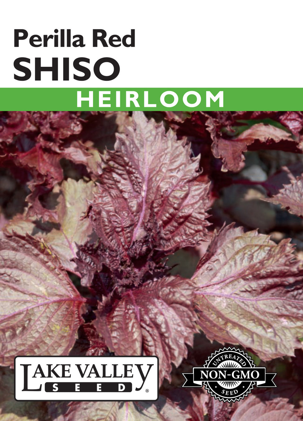 Shiso Seeds — Rohrer Seeds