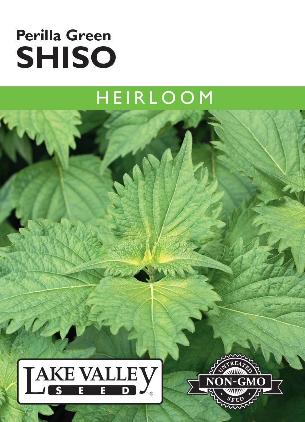Shiso Green Perilla — Rohrer Seeds