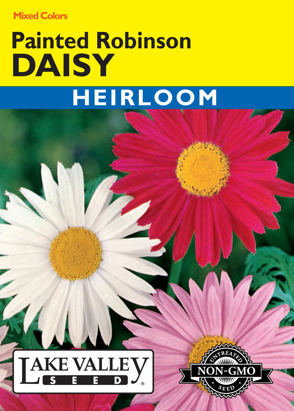 Painted Robinson's Daisy — Rohrer Seeds