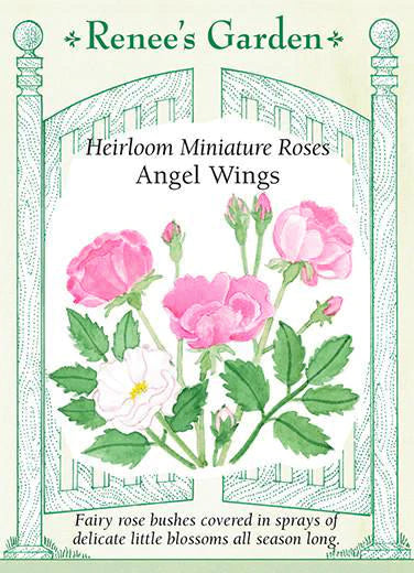 Angel Wings Miniature Roses | Rohrer Seeds