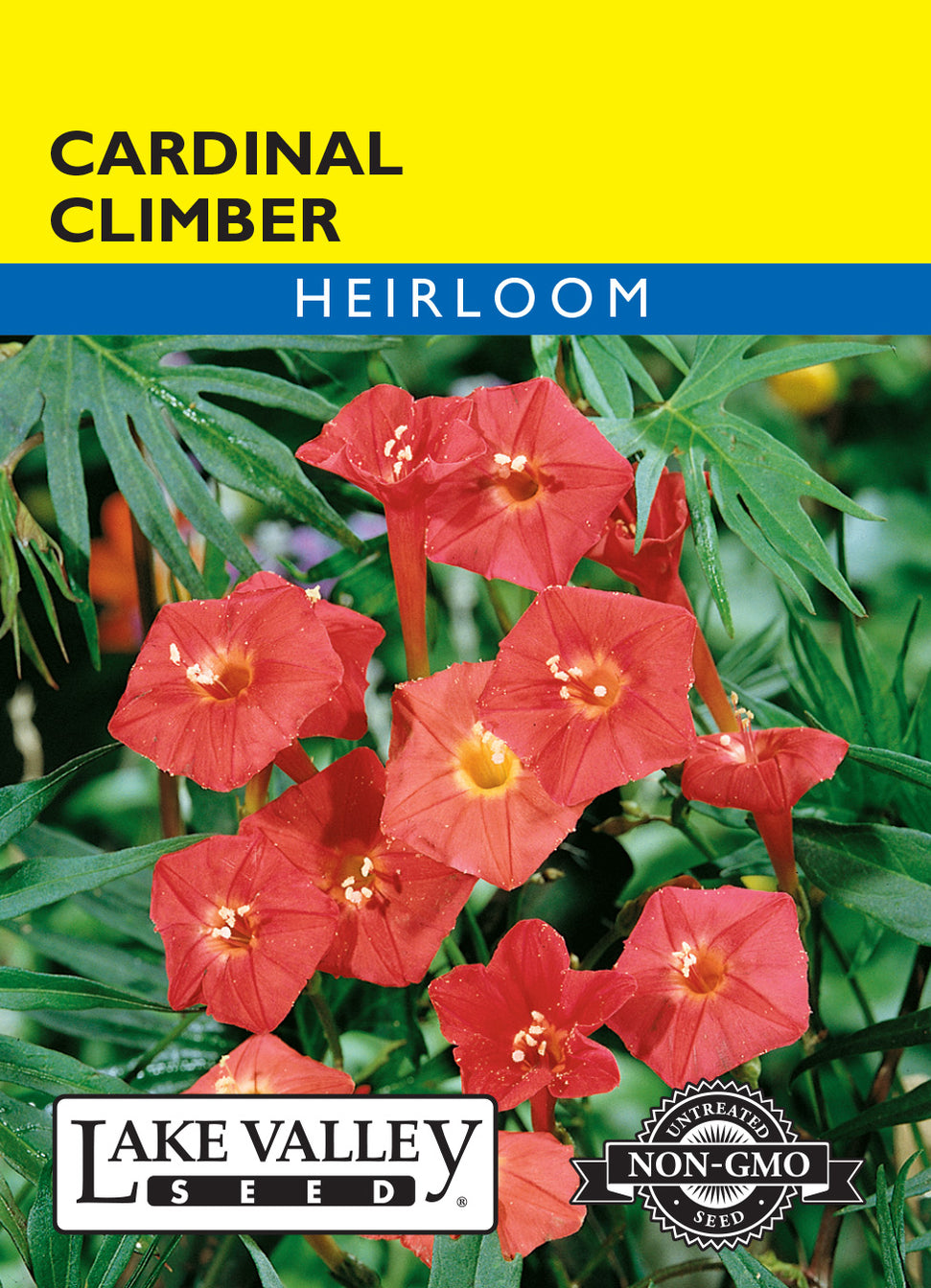 Cardinal Climber — Rohrer Seeds