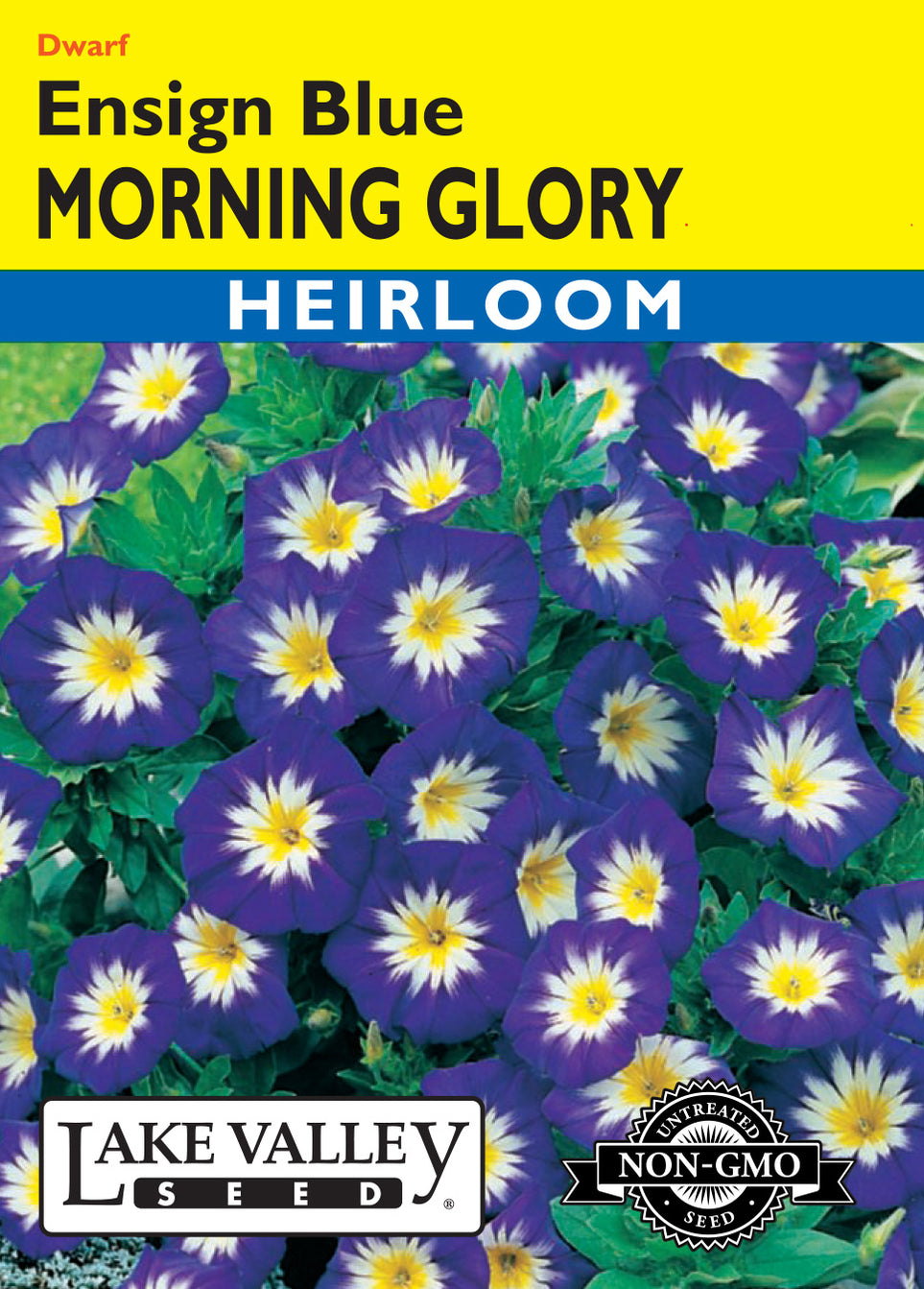 Morning Glory Seeds — Rohrer Seeds