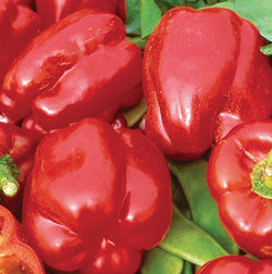Big Red Bell Pepper Seeds | Rohrer Seeds