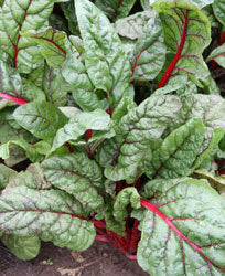 Ruby Red Swiss Chard Seeds — Rohrer Seeds