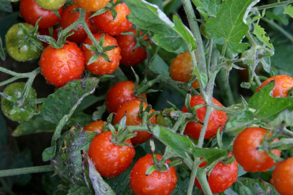 Red Cherry Tomato Seeds — Rohrer Seeds