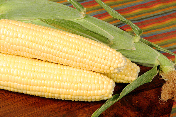 Bodacious R/M Sweet Corn Seeds — Rohrer Seeds