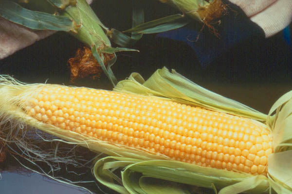 Incredible R/M Sweet Corn Seeds | Rohrer Seeds