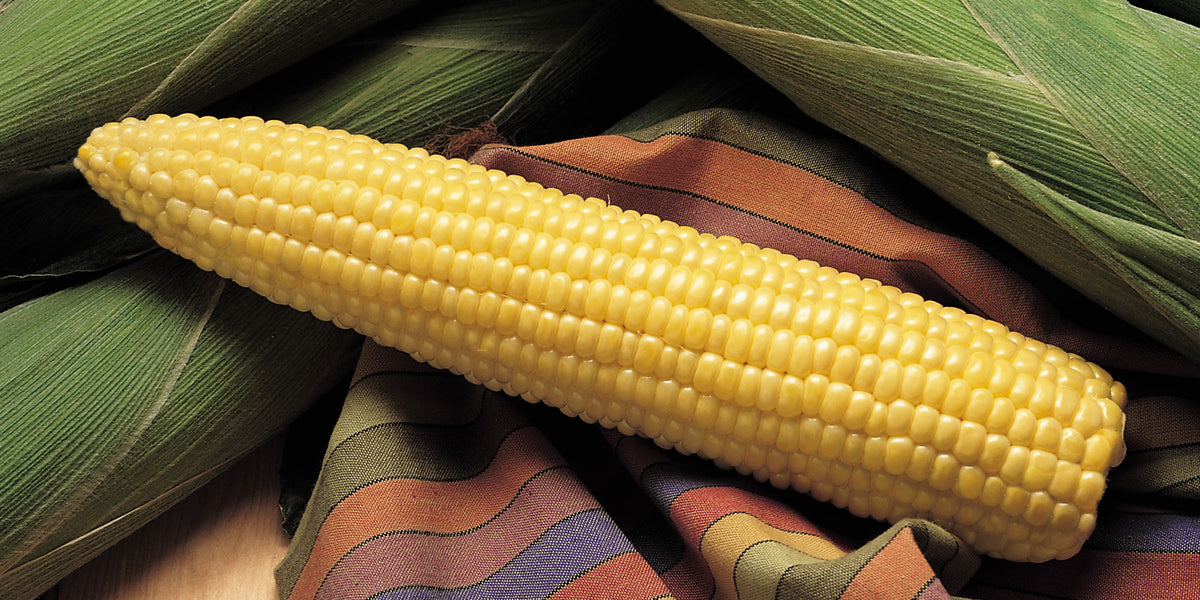 Honey Select Sweet Corn Seeds — Rohrer Seeds