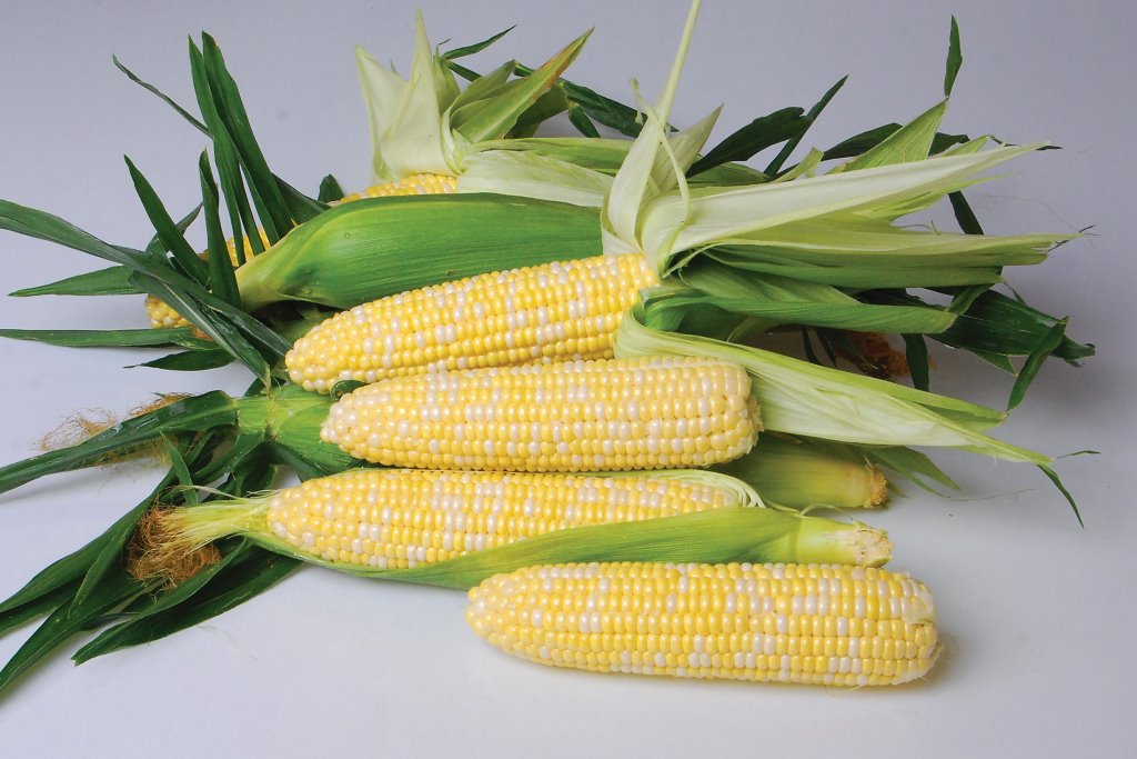 Bi-Color Sweet Corn Seeds — Rohrer Seeds