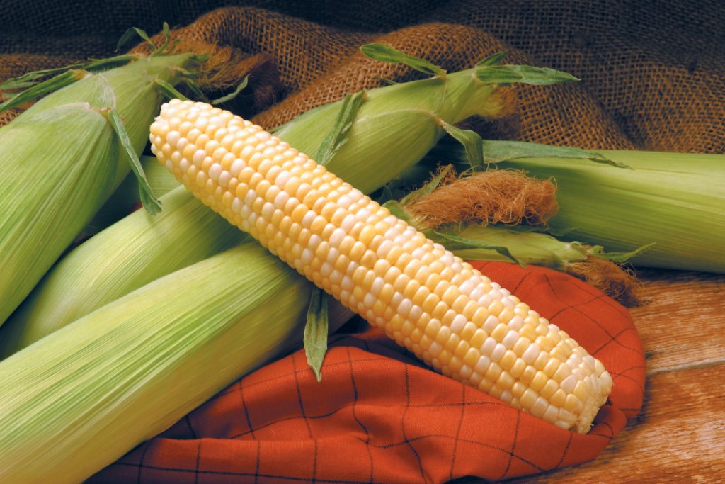 Providence Sweet Corn Seeds — Rohrer Seeds