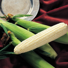 Untreated Silver King Sweet Corn Seeds — Rohrer Seeds