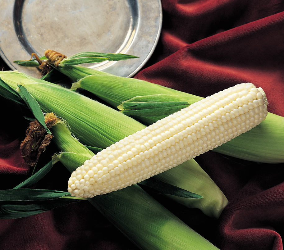 Untreated Silver King Sweet Corn Seeds — Rohrer Seeds