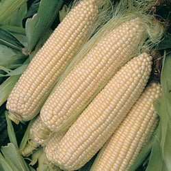 Silver Queen Sweet Corn Seeds — Rohrer Seeds