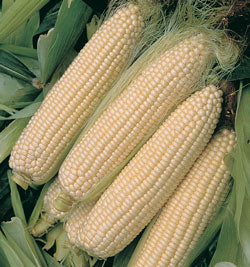 Silver Queen Sweet Corn | Rohrer Seeds