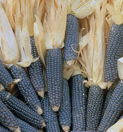 Mini Blue Popcorn Ornamental Corn Seeds — Rohrer Seeds