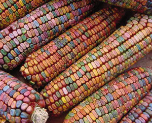 Earth Tones Dent Ornamental Corn Seeds — Rohrer Seeds