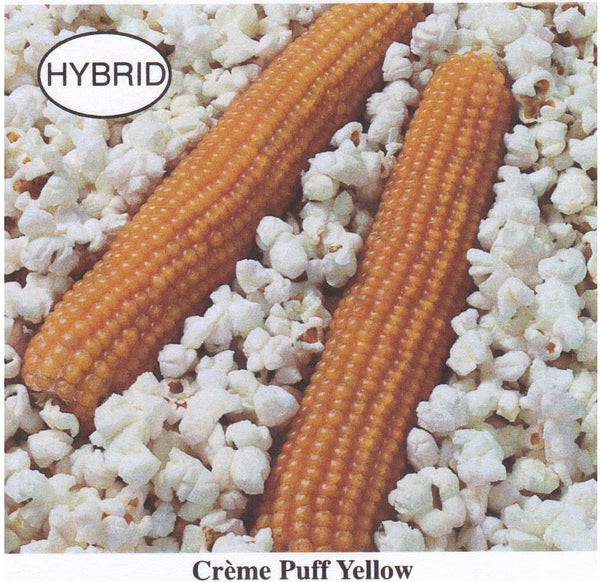 Crème Puff Yellow Hybrid Popcorn Seeds | Rohrer Seeds