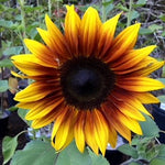 Firecracker Sunflower Seeds — Rohrer Seeds
