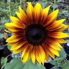 Firecracker Sunflower Seeds — Rohrer Seeds
