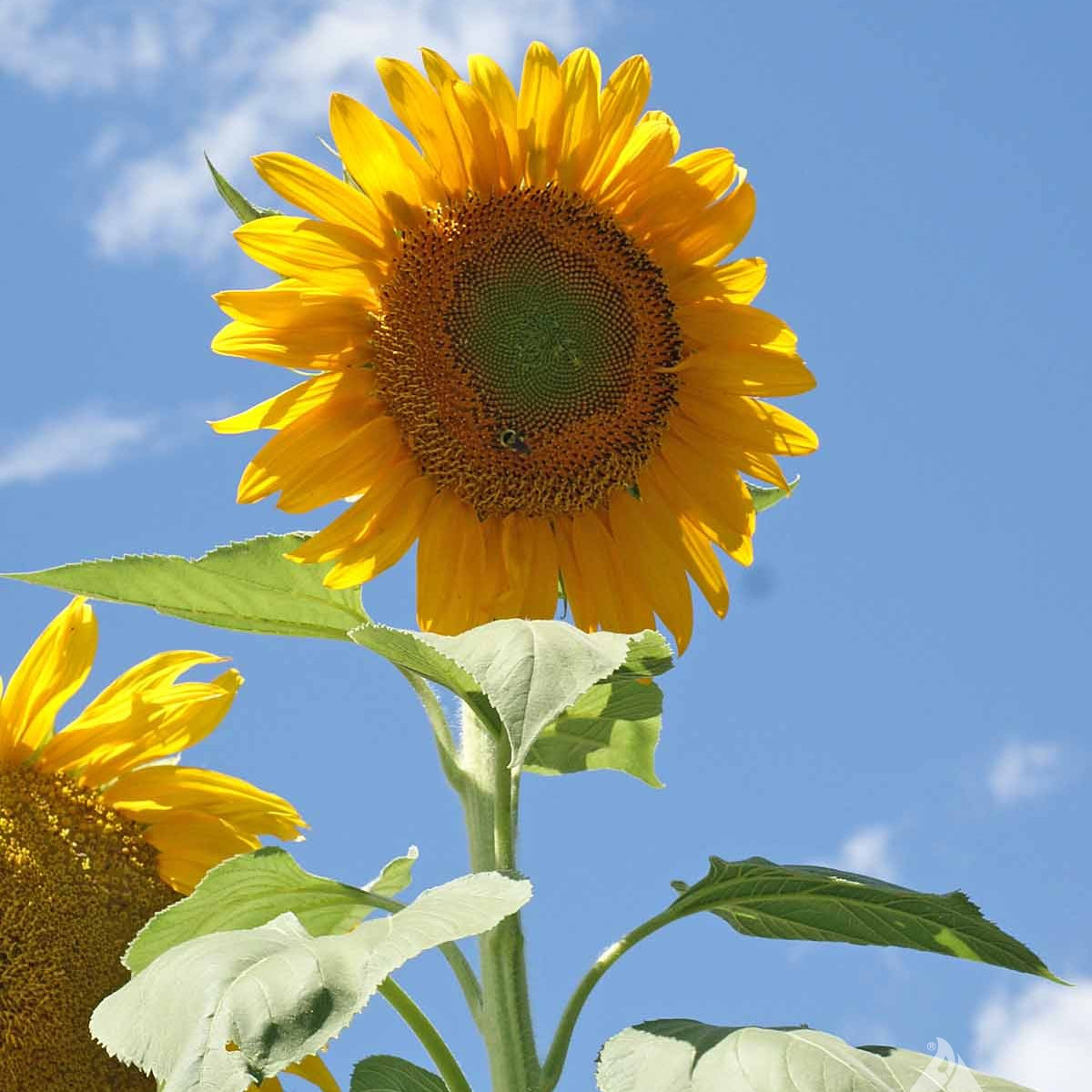 Mammoth Russian Sunflower Seeds — Rohrer Seeds