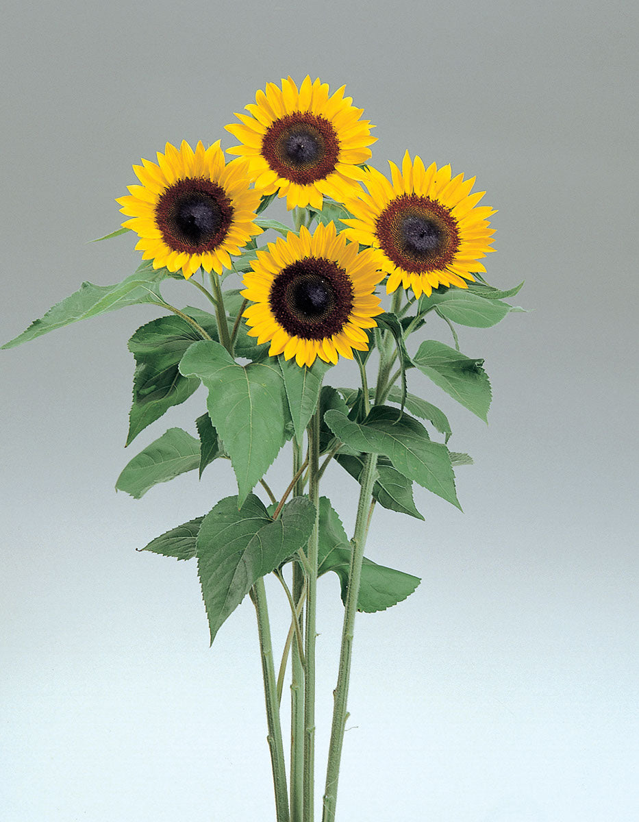 Sunrich Lemon Sunflower Seeds — Rohrer Seeds