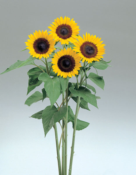 Sunrich Lemon Sunflower Seeds | Rohrer Seeds