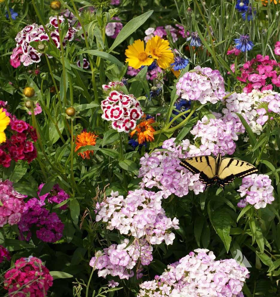 Butterfly Garden Mix Seeds — Rohrer Seeds