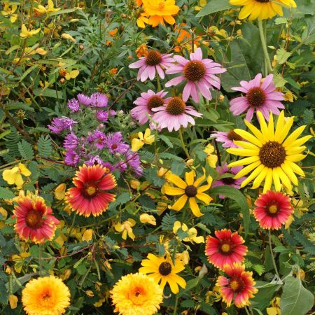 Songbird Flower Seed Mix — Rohrer Seeds