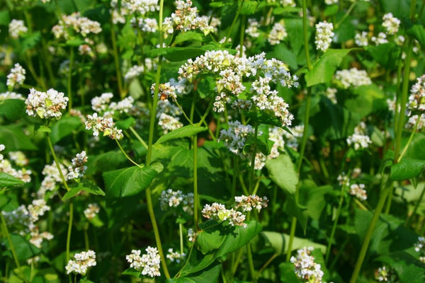Buckwheat (4 lbs.) Cover Crop Seeds | Rohrer Seeds