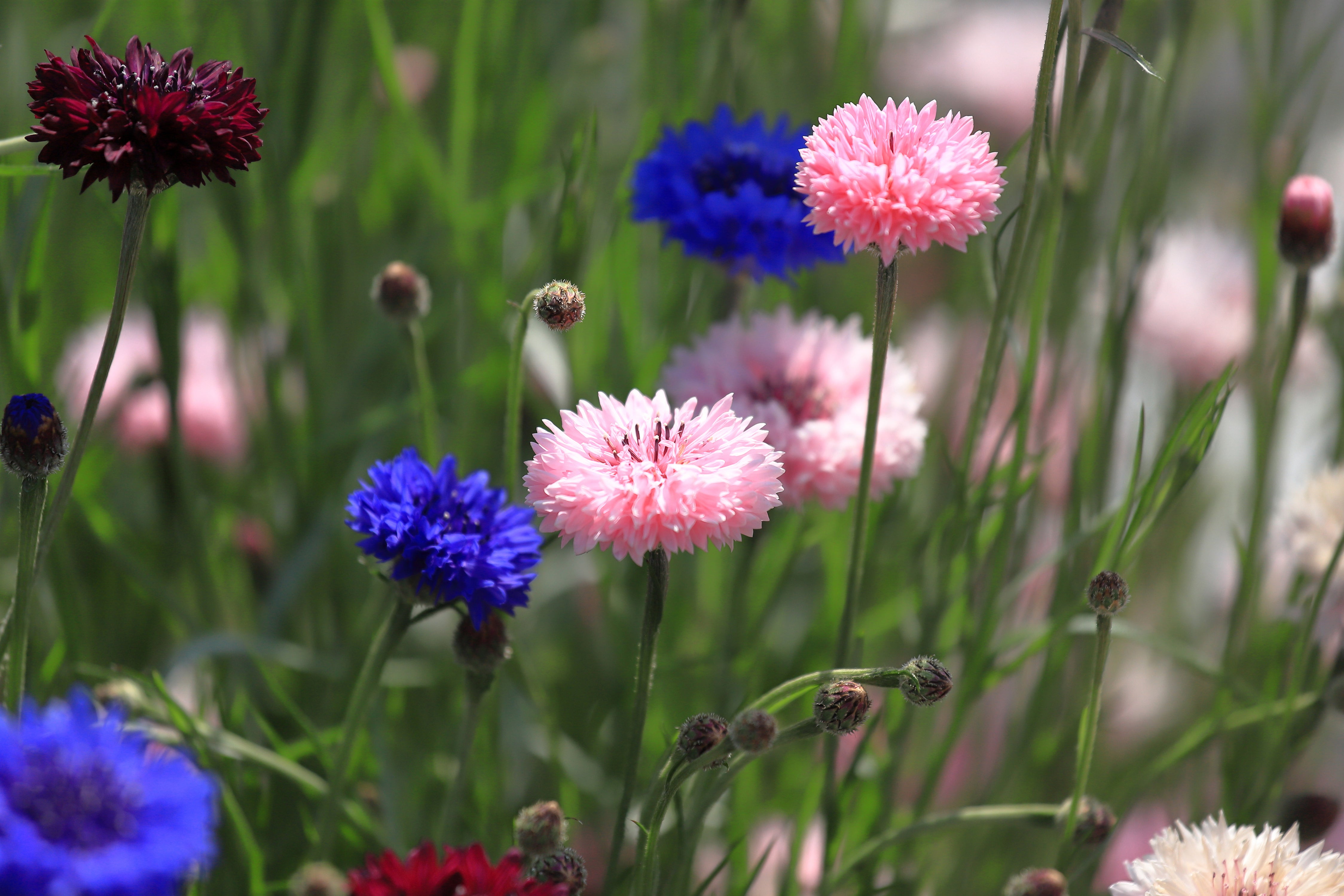 Flowers A-C — Rohrer Seeds