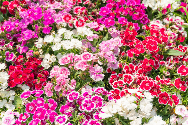 Sweet William Single Seed Mix | Rohrer Seeds