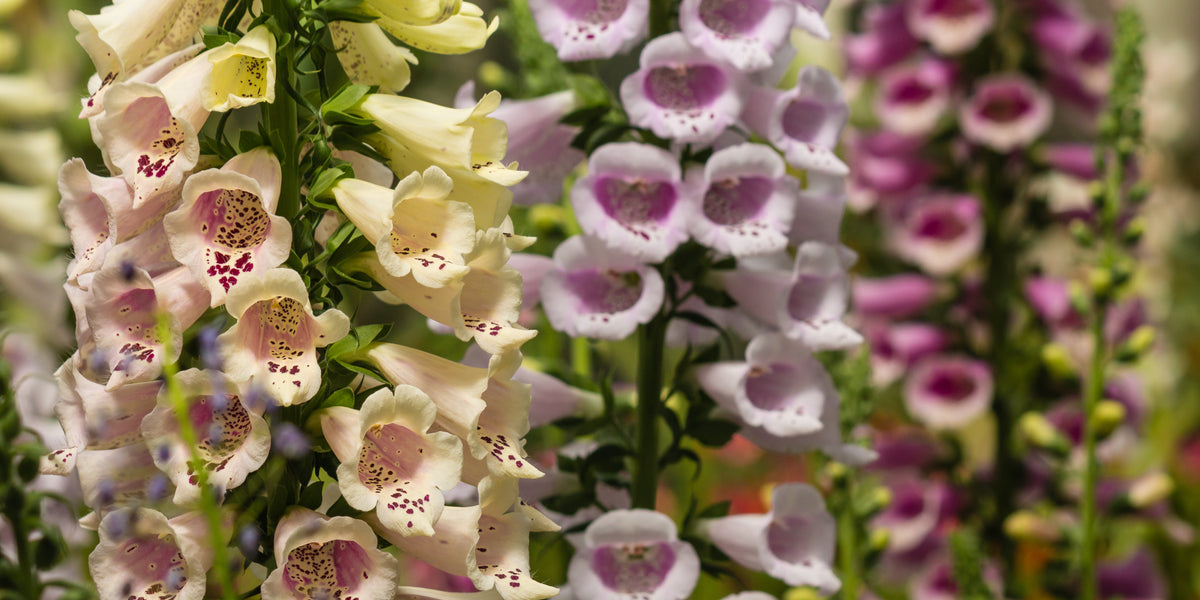 Foxglove Seeds — Rohrer Seeds