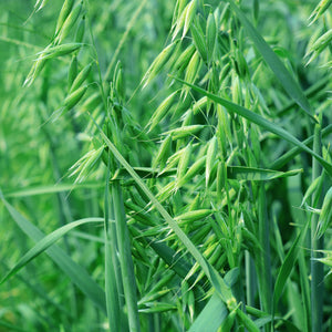 Spring Oats (5 lb.), Cover Crop Seeds — Rohrer Seeds
