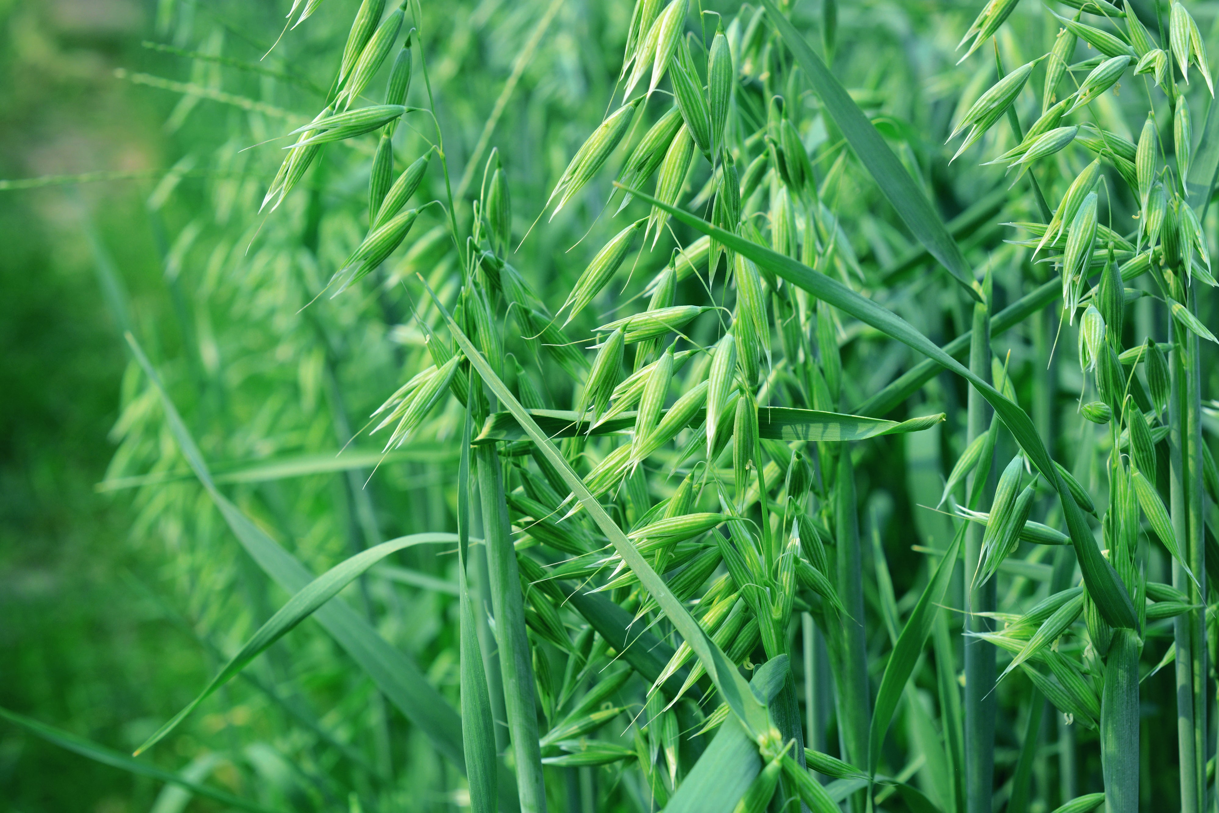 Spring Oats (5 lb.), Cover Crop Seeds — Rohrer Seeds