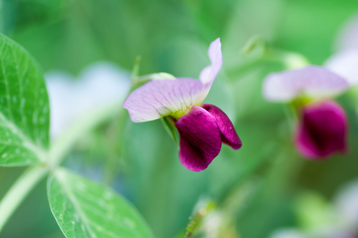 Austrian Winter Pea Seeds — Rohrer Seeds