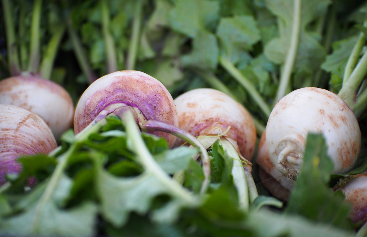 Purple Top White Globe Turnip Seeds — Rohrer Seeds