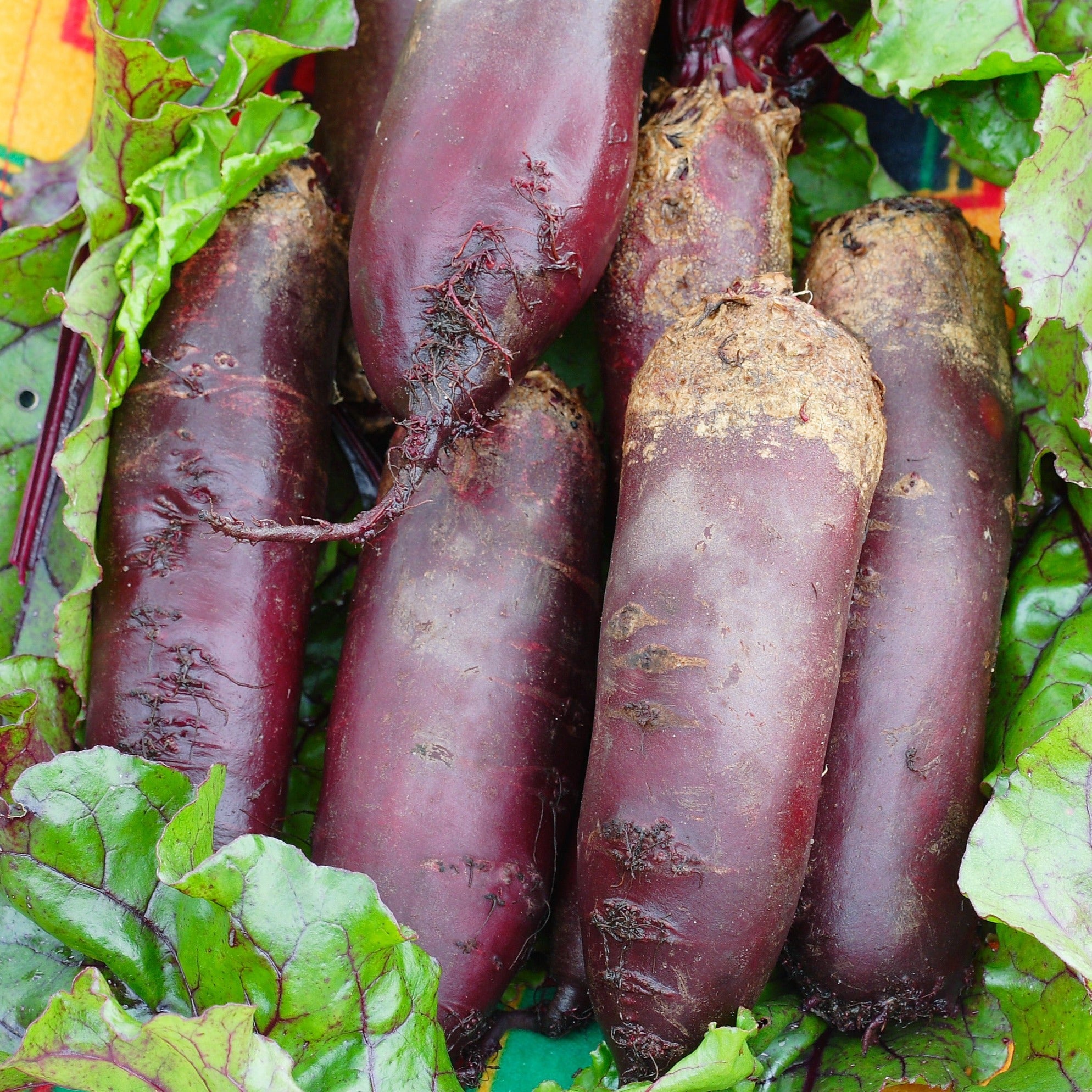 Cylindra Beet Seeds — Rohrer Seeds