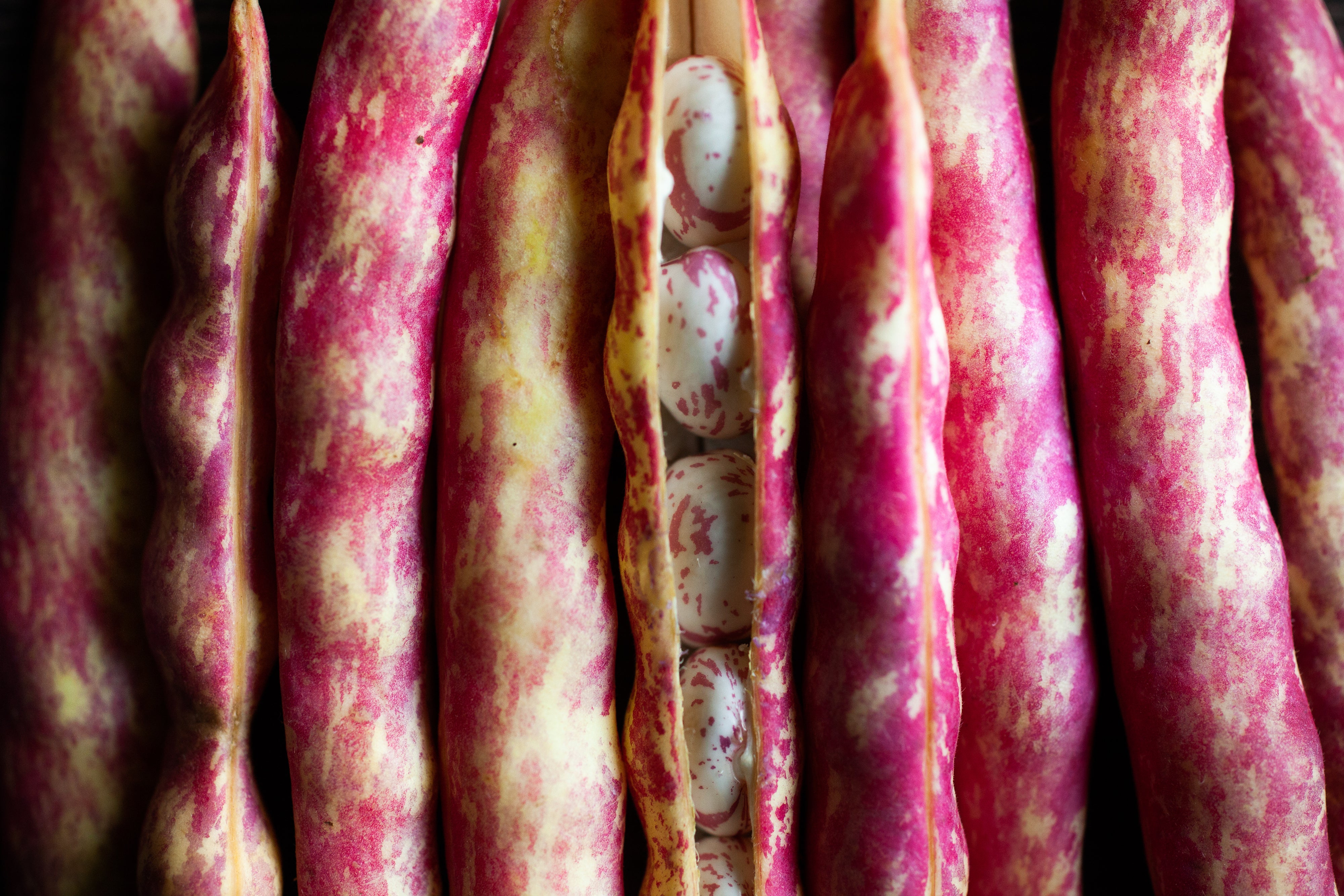 Dwarf Taylor Horticultural Bean Seeds — Rohrer Seeds