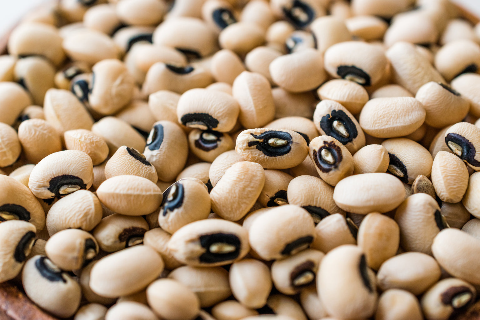 Bean, Dry/Shell — Rohrer Seeds