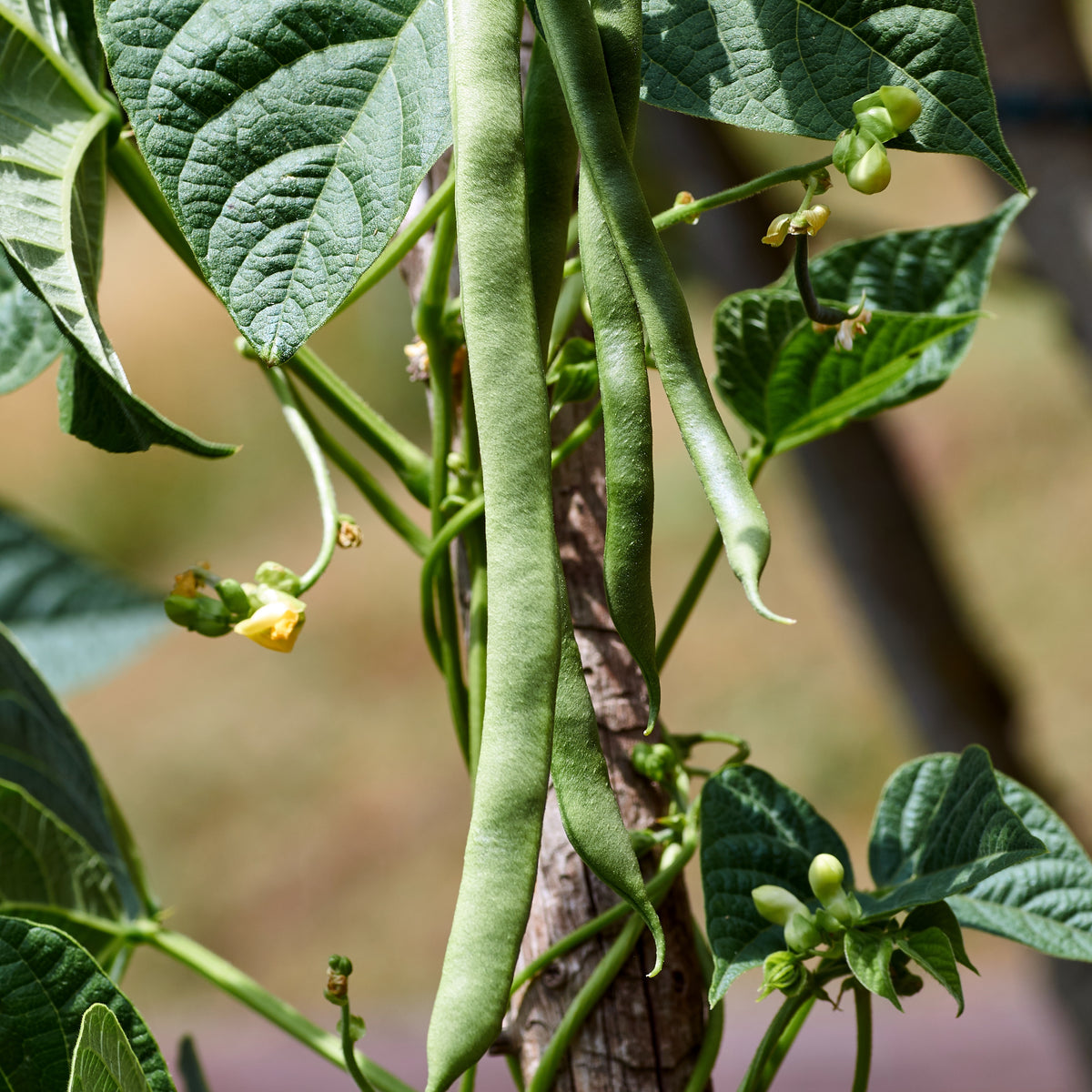 White Half Runner Bean Seeds — Rohrer Seeds