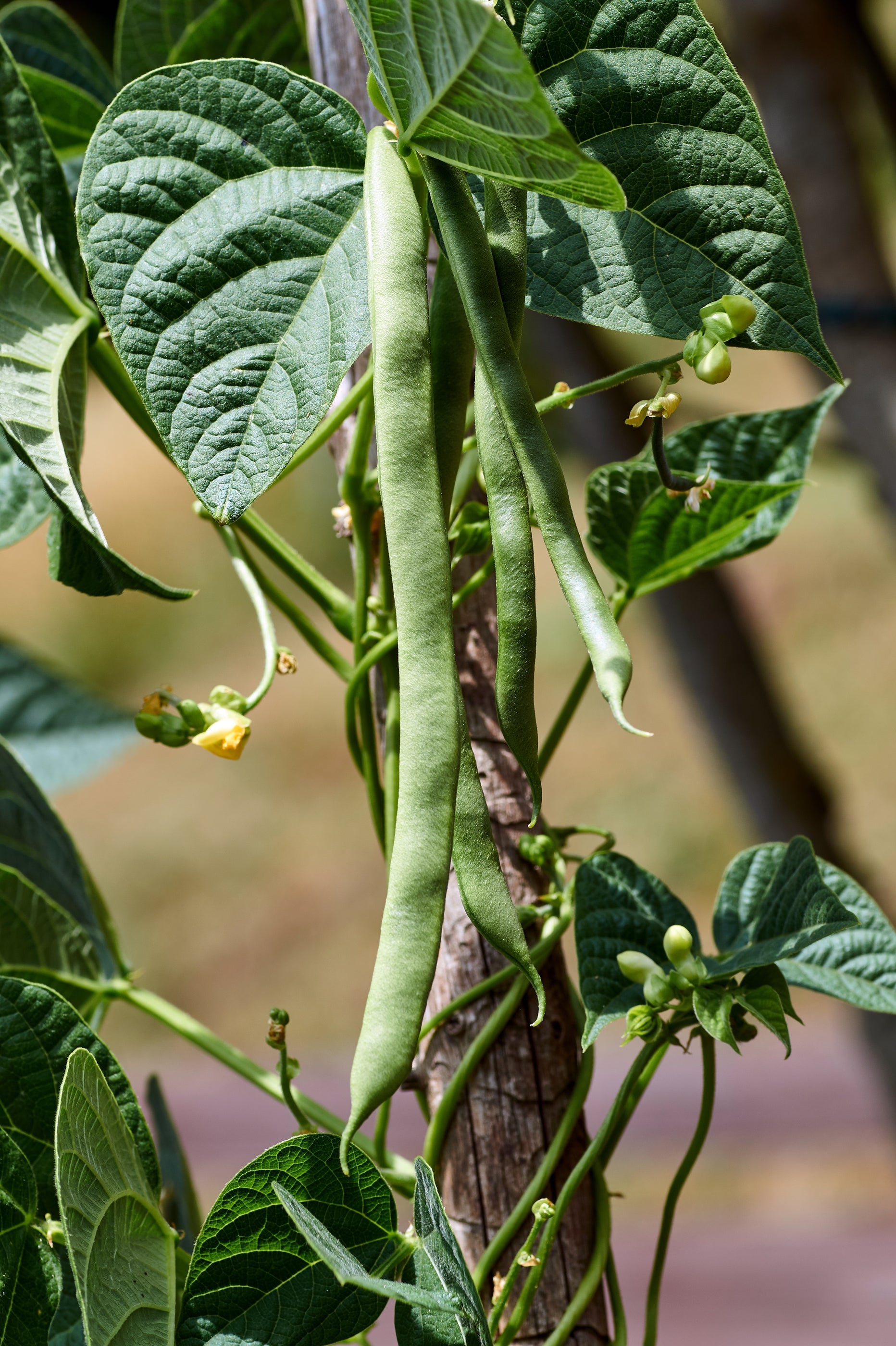 White Half Runner Bean Seeds — Rohrer Seeds