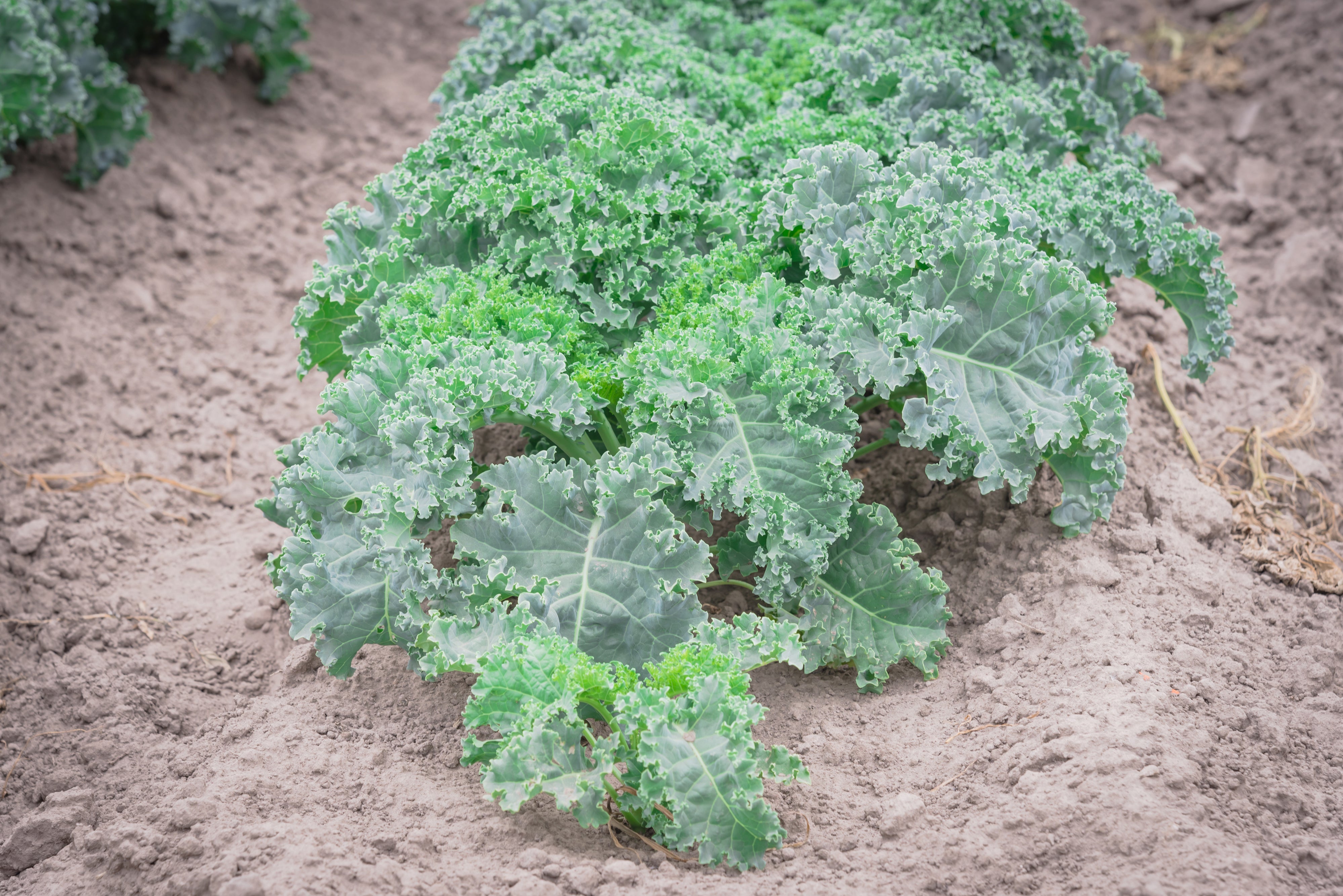 Dwarf Blue Curled Kale Seeds — Rohrer Seeds