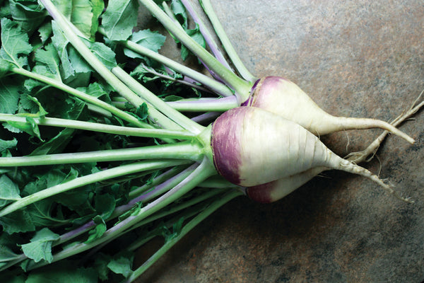 American Purple Top Rutabaga Seeds | Rohrer Seeds